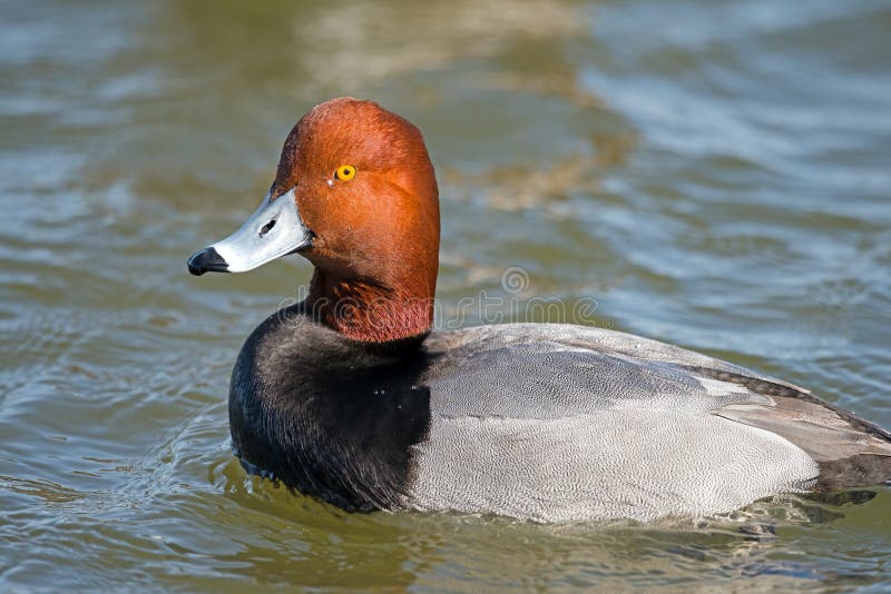 Redhead Duck Female stock image. Image of americana, wildlife - 83577417