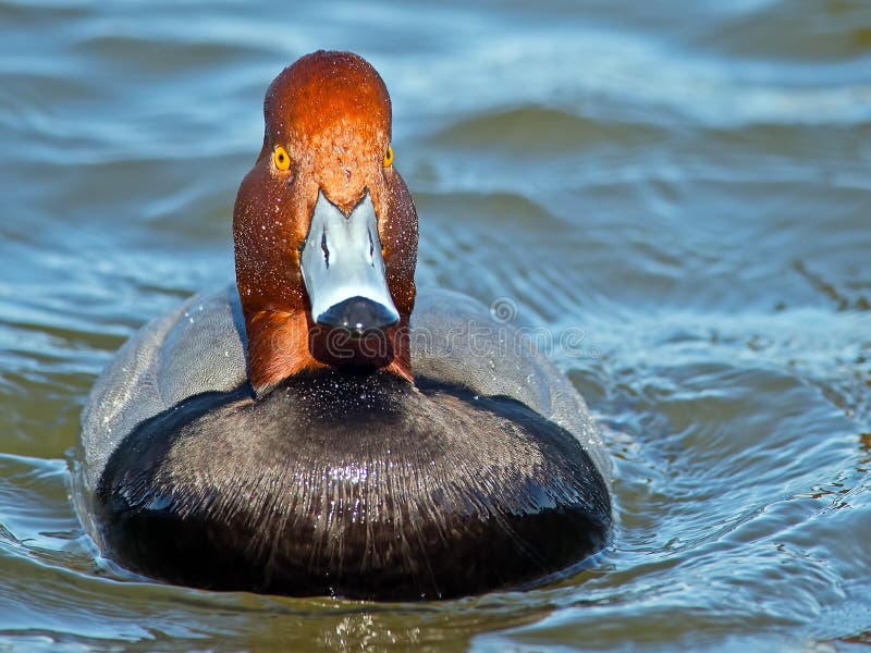 Male Redhead Duck Close-up stock photo. Image of head - 137445656