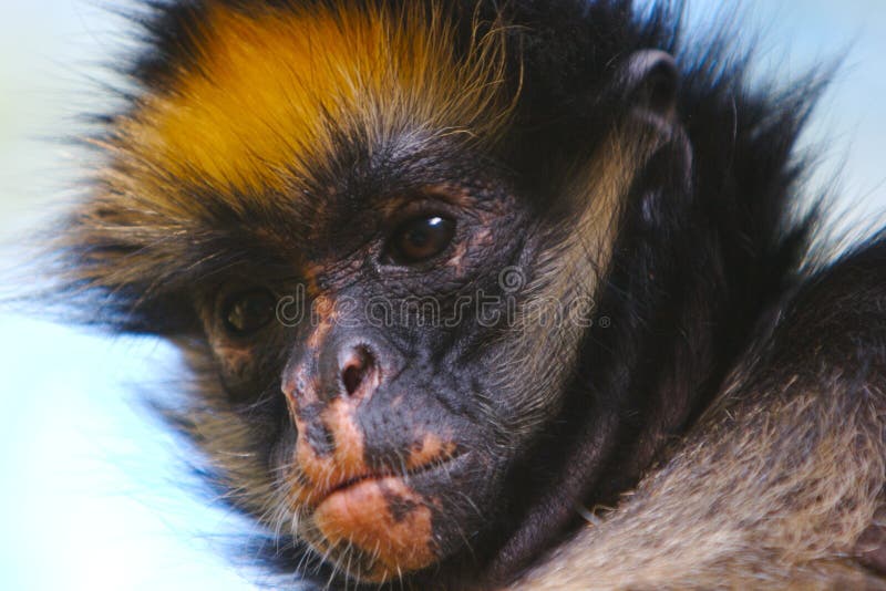 Monkey frown stock image. Image of monkey, portrait, feral - 89044825