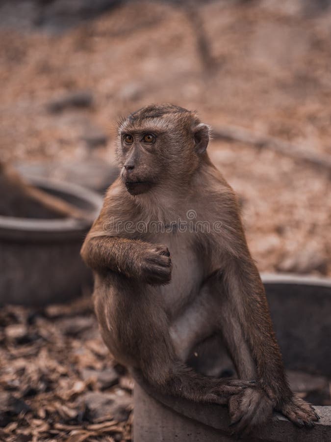 A Redhead Monkey Sits on the Ground and Eats Stock Image - Image of ...