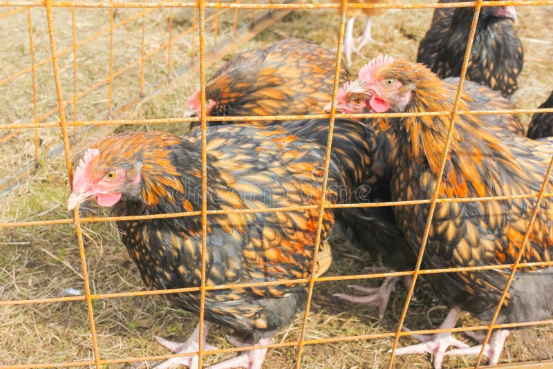136 Hen Behind Bars Stock Photos - Free & Royalty-Free Stock Photos ...