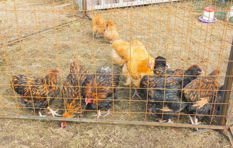 121 Hen Behind Bars Stock Photos - Free & Royalty-Free Stock Photos ...