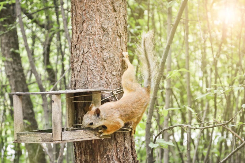 A Redhead Squirrel Holds an Acrobatic Pose Hanging from a Tree in a ...