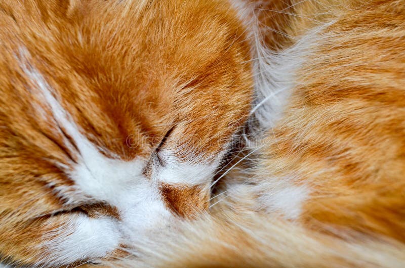 Portrait Redhead with White Spots Fluffy Sleeping Cat with Tail Close ...