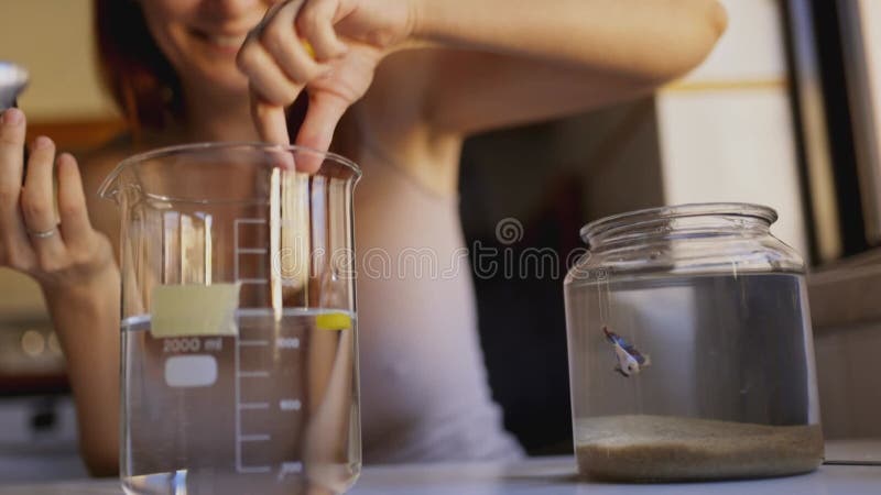 Woman Preparing Water for Betta Fish in Fishbowl Stock Footage - Video ...