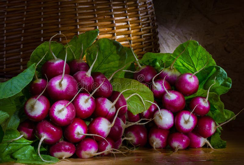 Redish in bunch stock photo. Image of freshness, food - 27261116