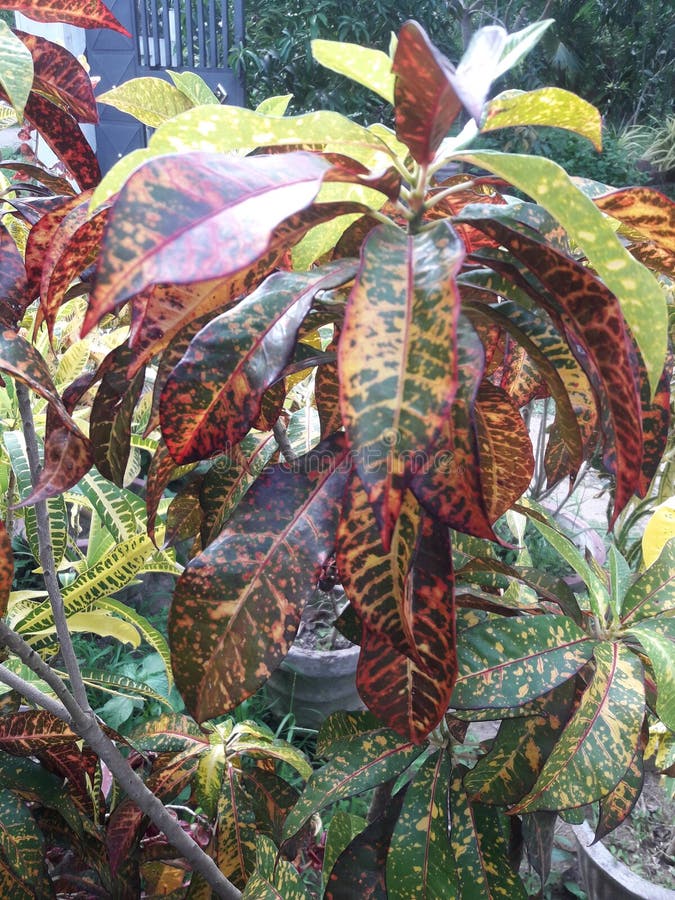 Redish Wide Small Croton Tree. Stock Photo - Image of small, wide ...