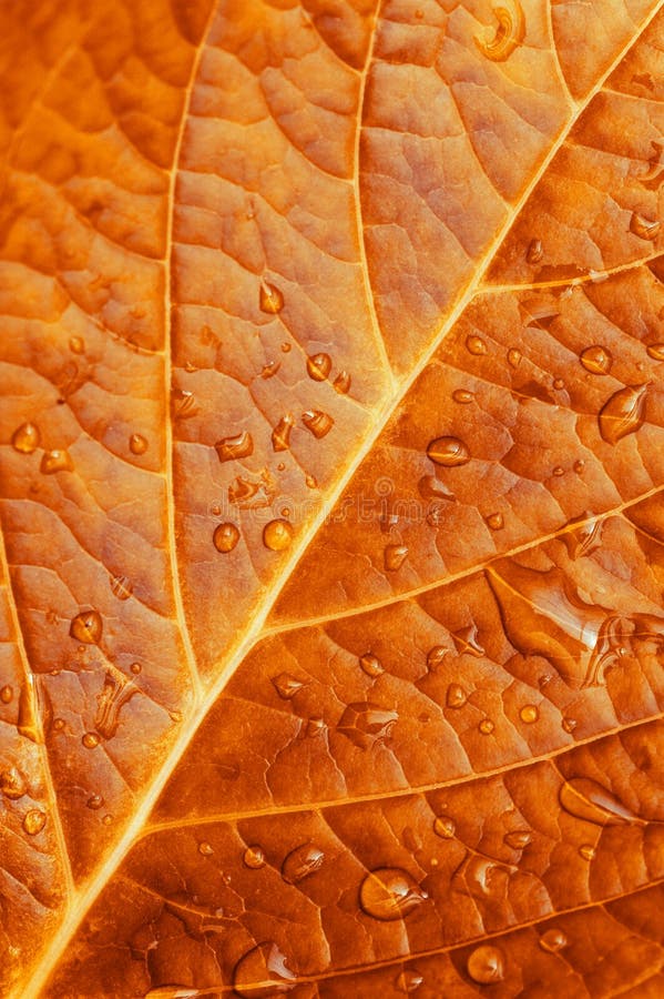 Redleaf stock photo. Image of abstract, fall, environment - 11744928