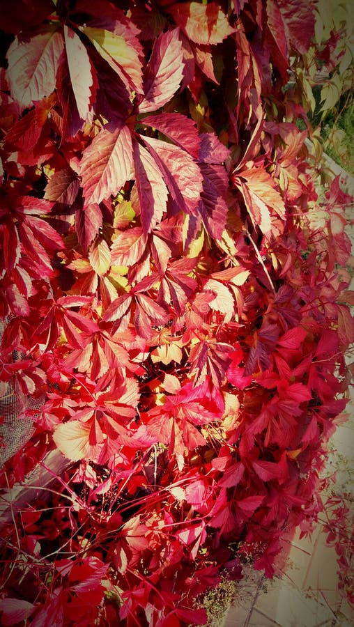 Redleaf stock photo. Image of nature, tree, plant, leaf - 3302096