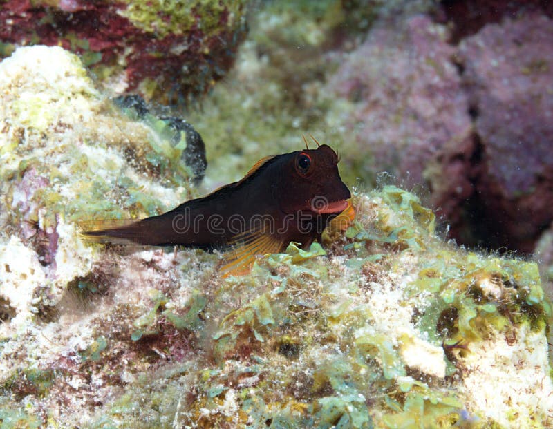 Redlip Blenny stock photo. Image of water, wildlife - 234637574