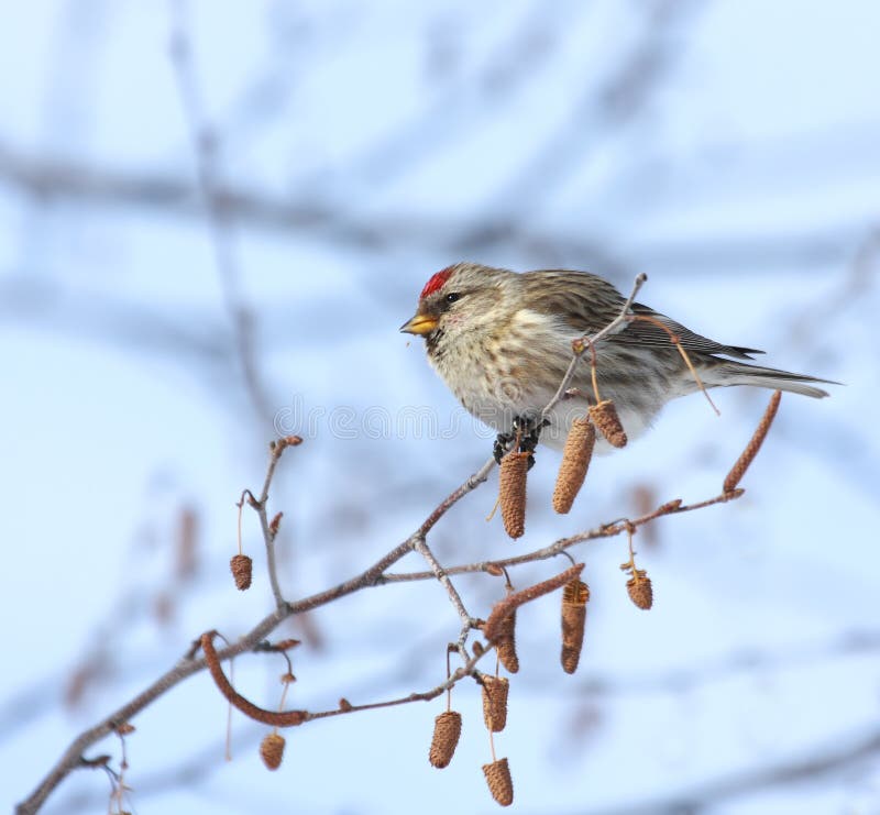 Male Common Redpoll stock image. Image of perching, male - 10576369