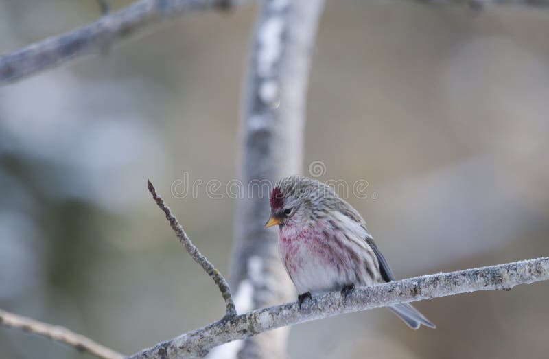 Redpoll stock image. Image of beauty, finch, redpolls - 66392331