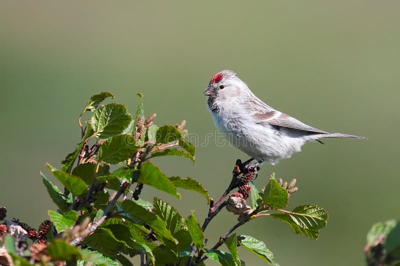 Redpoll male stock image. Image of forest, plumage, finch - 32625179
