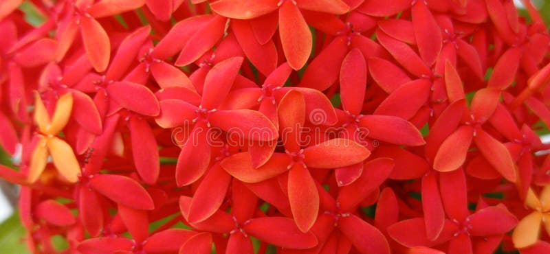Reds Every Where, when Flowers Blossem Stock Photo - Image of blossem ...