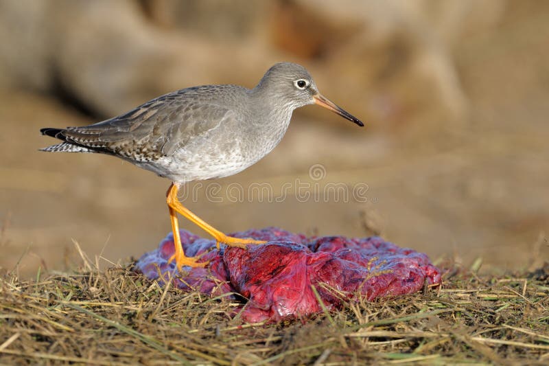 Redshank stock photo. Image of placenta, animal, ornithology - 33086368