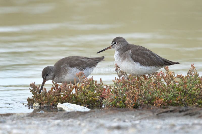 Redshank Feeding at Asker Marsh Stock Image - Image of blacked ...