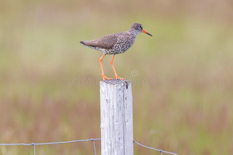 Redshank on a pole stock photo. Image of pole, european - 75547618