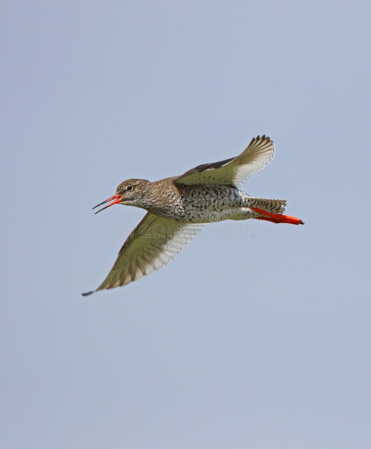 Redshank stock photo. Image of bird, fauna, grey, iceland - 55982406