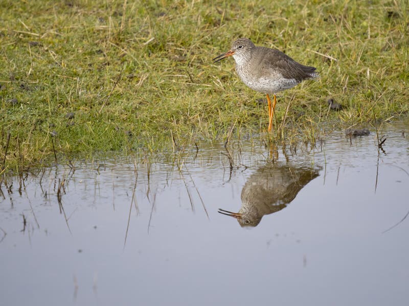 Redshank, Tringa totanus stock photo. Image of british - 272201756