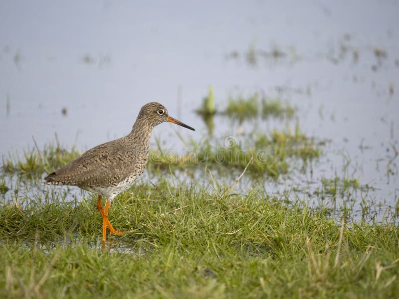Redshank, Tringa totanus stock image. Image of british - 272201767