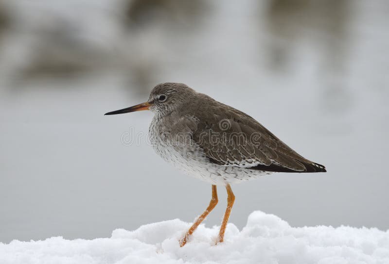 Redshank stock photo. Image of waterbird, totanus, cold - 112859662