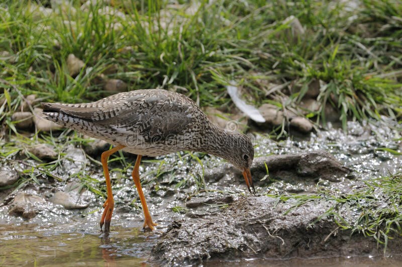 Redshank Wader Bird stock image. Image of british, bill - 24390009