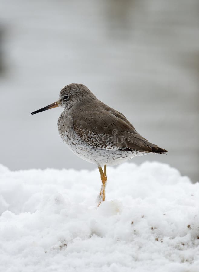 Redshanks stock photo. Image of nature, snow, totanus - 112859768