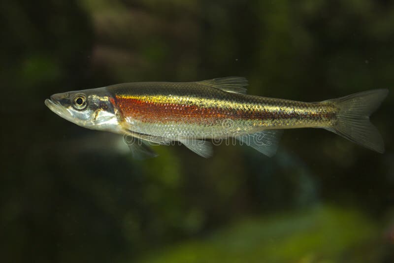 The Redside Dace Clinostomus Elongatus. Stock Image - Image of ...