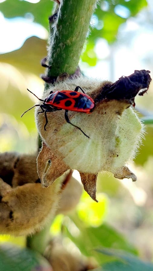 Redsoldierbug or firebug stock image. Image of animals - 248977481