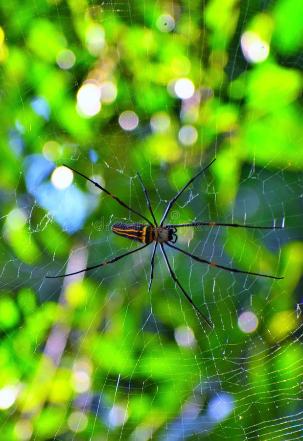 Redspider stock image. Image of amazing, spidernet, googlespider ...