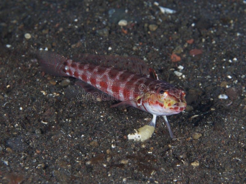 Redspotted sandperch stock photo. Image of redspotted - 71584698