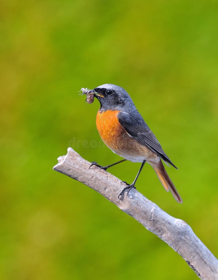 Bird - male redstart stock photo. Image of nature, bird - 7964708