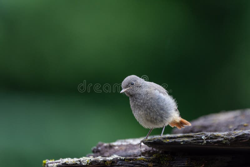 Young Bird Redstart on a Stone Stock Image - Image of chick, fledgling ...