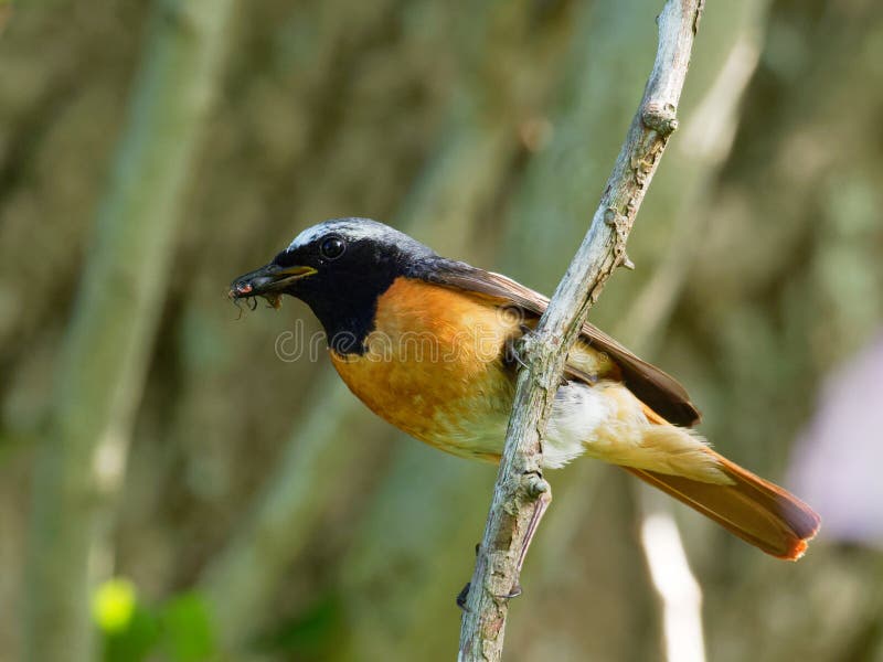 Redstart - Phoenicurus Phoenicurus Stock Image - Image of nature ...