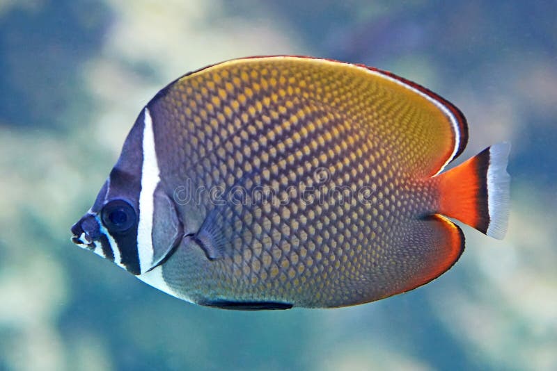 Redtail Butterflyfish (Chaetodon Collare) Stock Photo - Image of ...