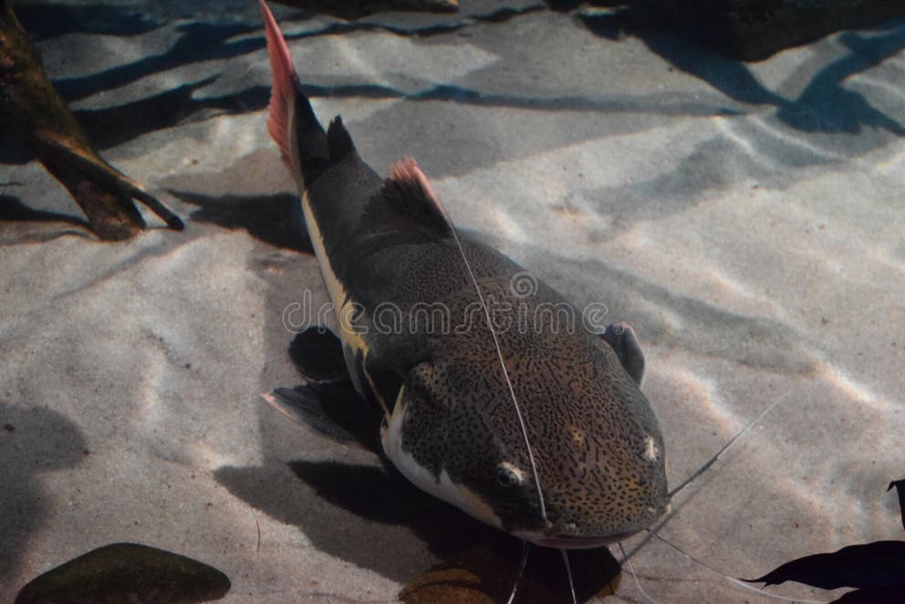 Redtail Catfish stock image. Image of sand, water, beach - 99925071