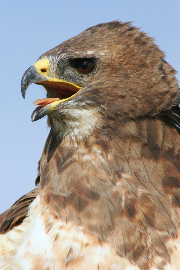 Red-tailed Hawk with Beautiful Plumage Stock Photo - Image of stalk ...
