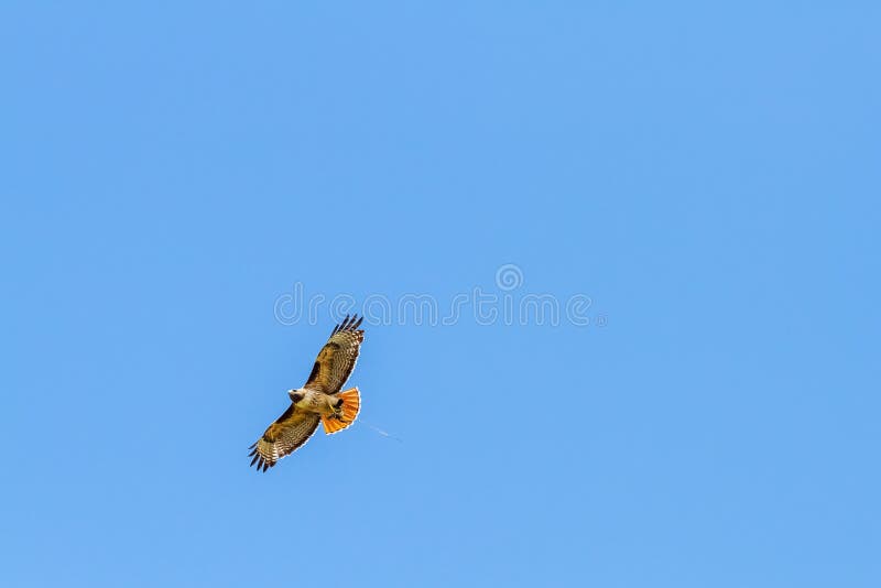 Redtail Hawk Clutches Prey stock photo. Image of feathers - 41742704