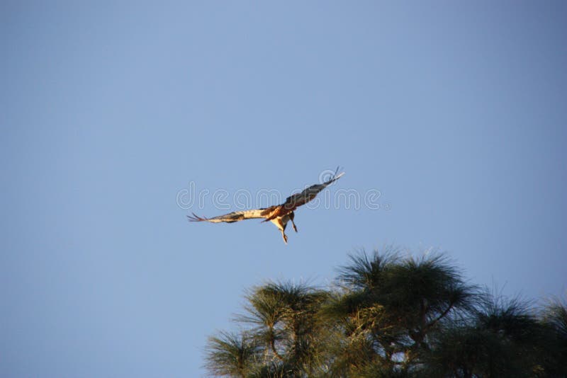Hawk Landing on a Falconry Gauntlet Stock Image - Image of falconry ...