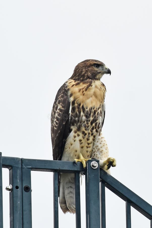 Redtail Hawk Looking Cool stock photo. Image of taking - 153420056