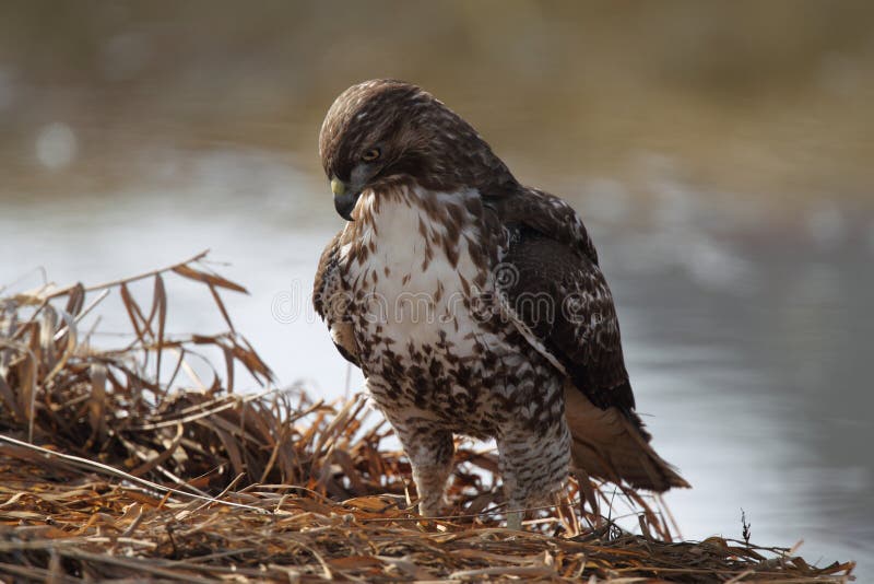 Redtail Hawk Looking at a Mouse Stock Image - Image of hawk, predator ...