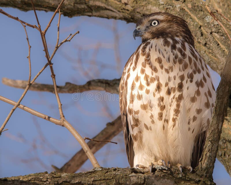 Redtail Hawk Perched on the Branch of a Tree in a Natural Outdoor ...