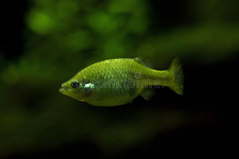 Goodeid Fish Stock Photos - Free & Royalty-Free Stock Photos from ...