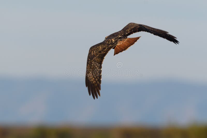Redtailed hawk in flight stock photo. Image of hawk - 260119266