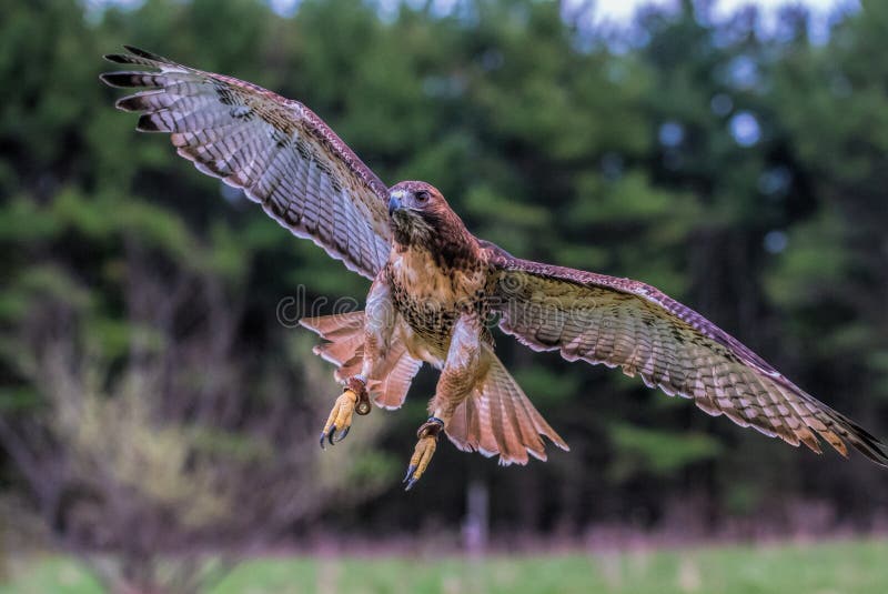 Redtailed hawk stock photo. Image of wild, bird, talons - 71180006