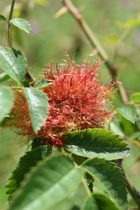 Red Thorns stock photo. Image of leaf, nature, autumn - 238351184