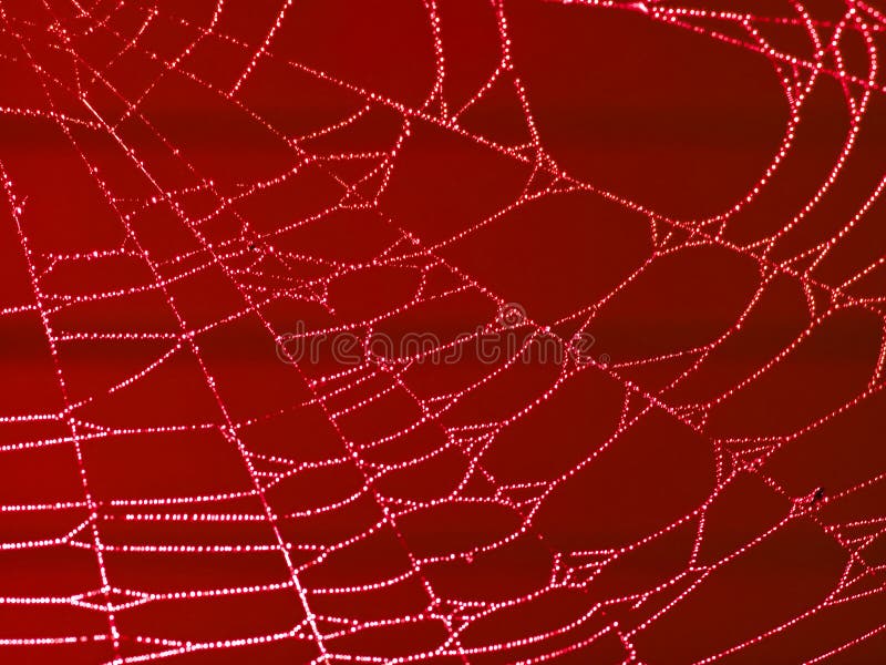 Redtoned Spider Web stock photo. Image of jewels, lights - 17095362