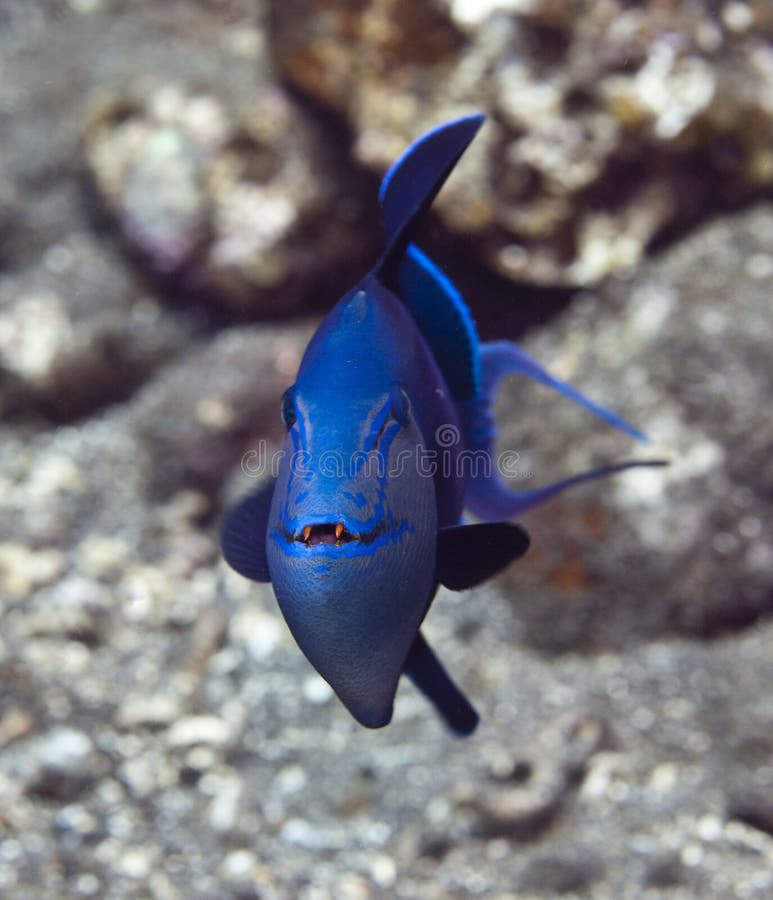 9+ Redtooth triggerfish Free Stock Photos - StockFreeImages