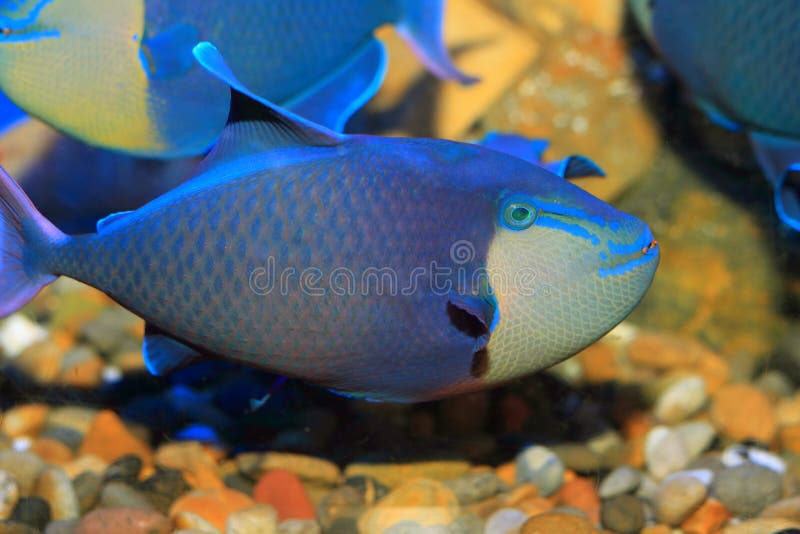 Redtooth Triggerfish Coral Reef Stock Photos - Free & Royalty-Free ...