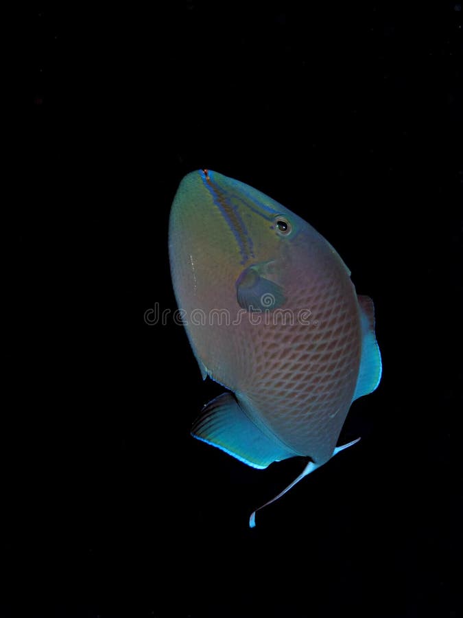 Red Tooth Triggerfish